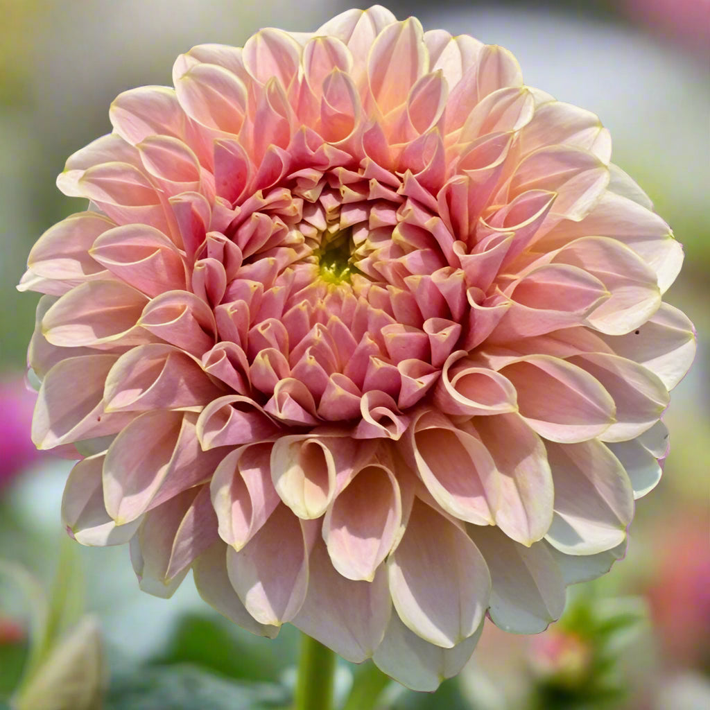 KA™ Cinder Rose – Petal Hoarders