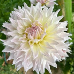 KA™ Cloud – Petal Hoarders